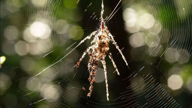 Tiny spiders that build giant 'puppet' decoys from disembodied prey ...