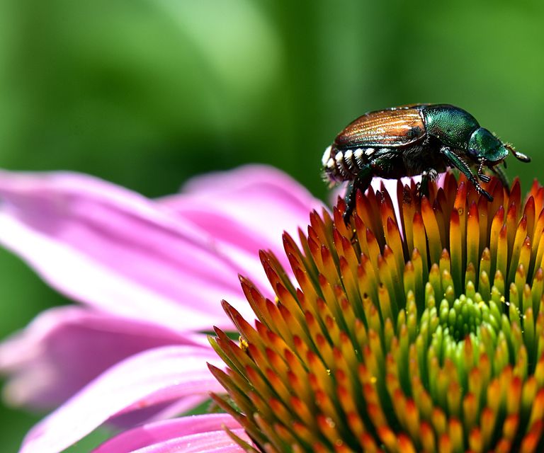 8 pests that can destroy plants and how to eradicate them | Homes and ... 8 pests that can destroy plants and how to eradicate them | Homes and ...