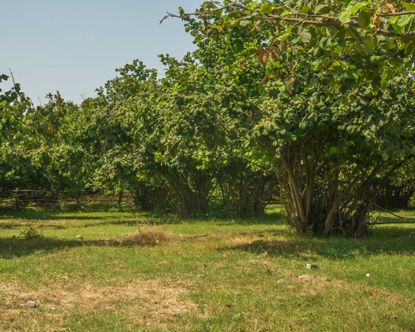 Hazelnut care and growing guide: top tips | Gardeningetc