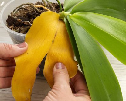 9 Orchid Leaf Problems: How To Spot & Cure Common Issues | Gardening ...