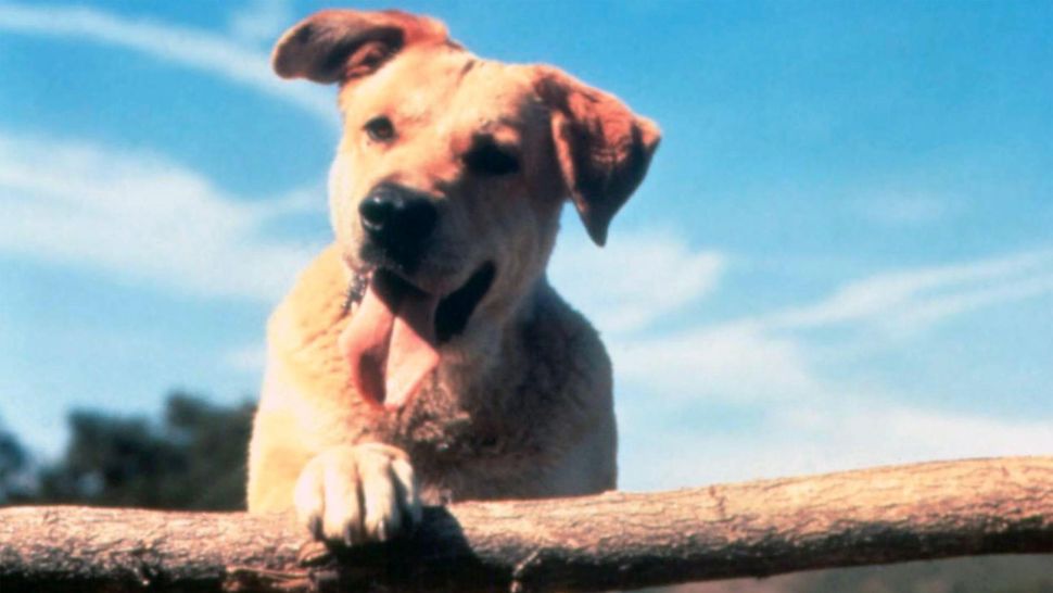 15 famous dogs (historic and current) you should know about | PetsRadar