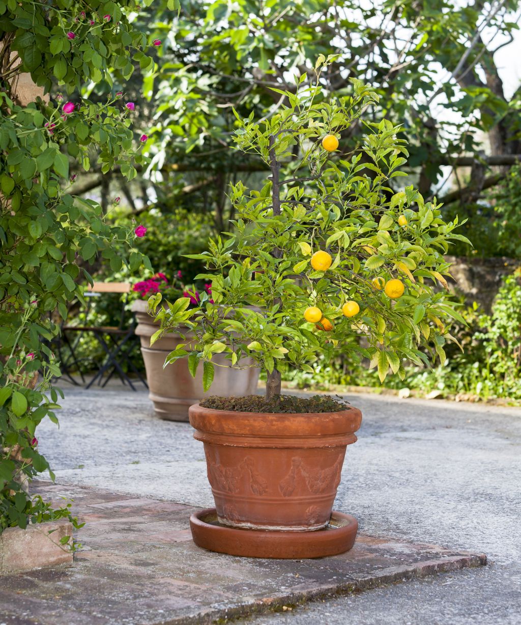 See some of the easiest fruit trees to grow in pots | Homes and Gardens