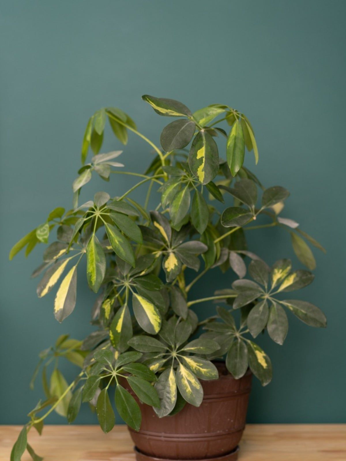 Growing Schefflera: Tips For Schefflera Plant Care | Gardening Know How