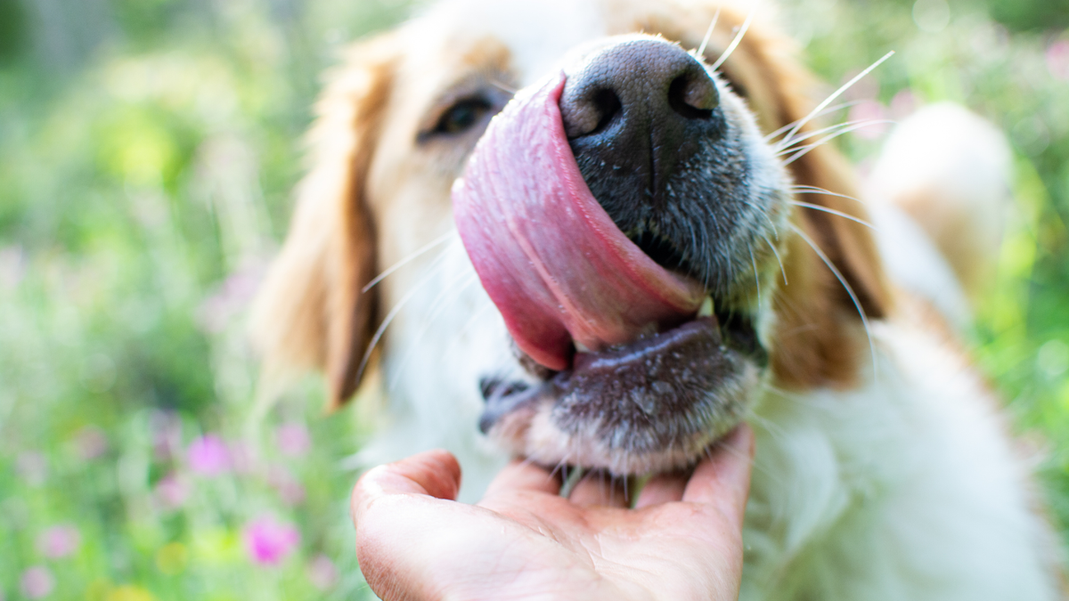 32 of the best pet poses for social media | PetsRadar