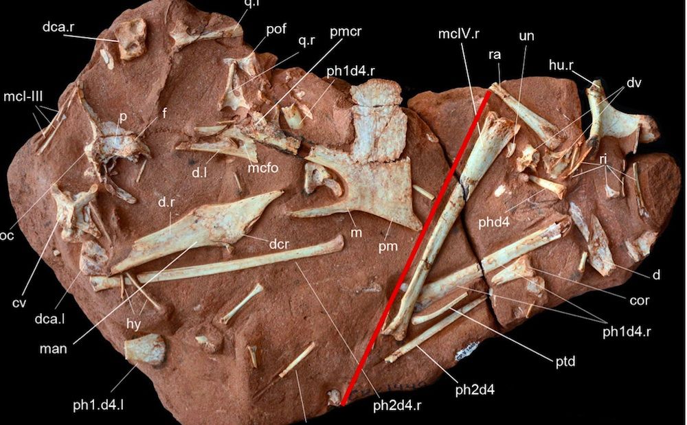 In Images: A Butterfly-Headed Winged Reptile | Live Science