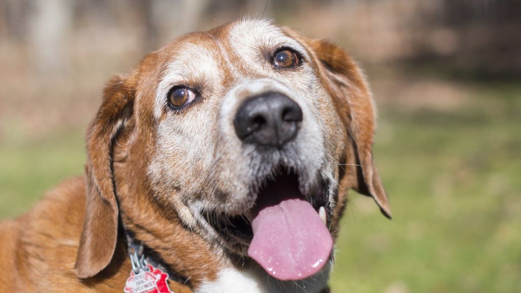 32 tips for taking care of senior dogs | PetsRadar