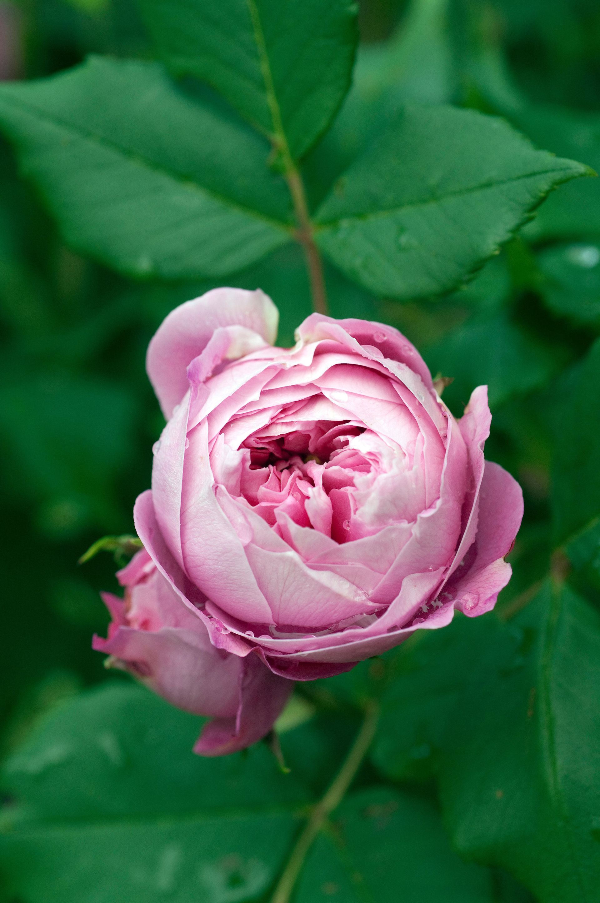 How to take rose cuttings: it's easy with our advice | Gardeningetc