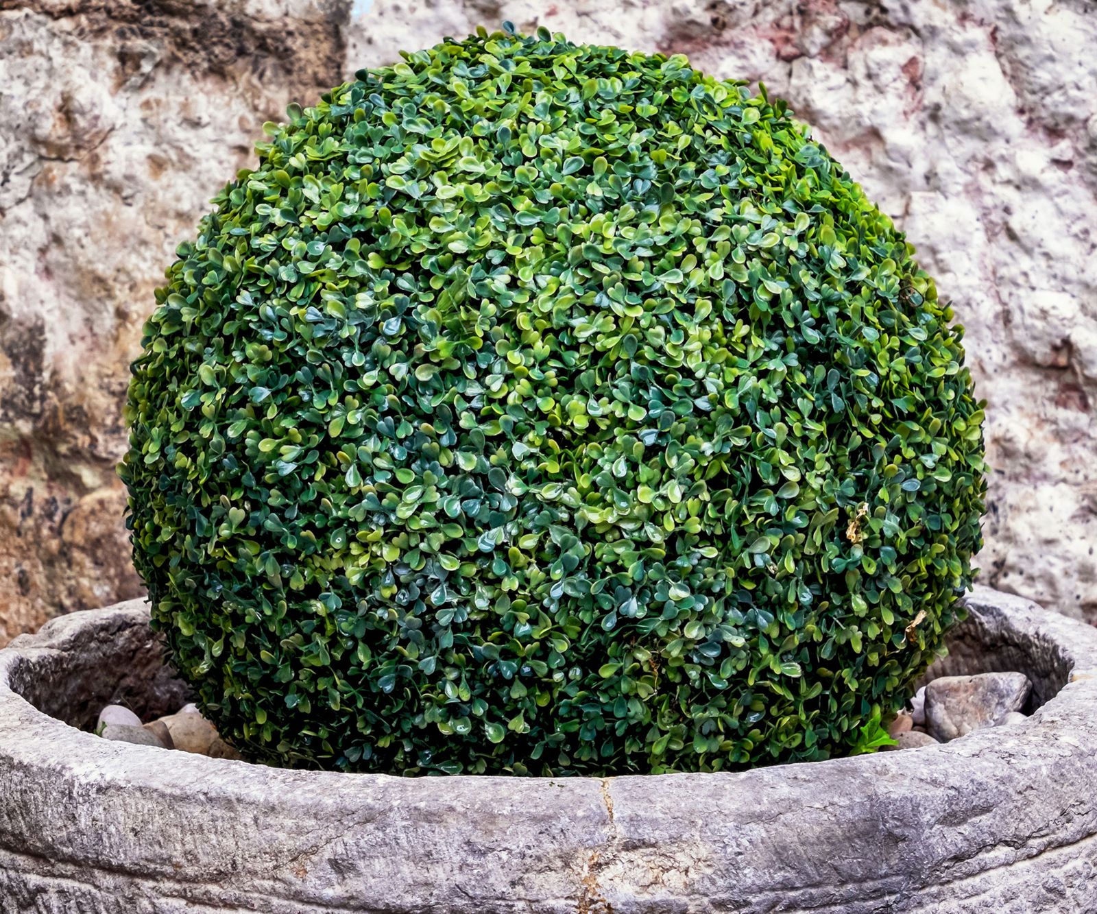 Types of Shrubs Every Garden Needs for Year-Round Interest | Gardening ...
