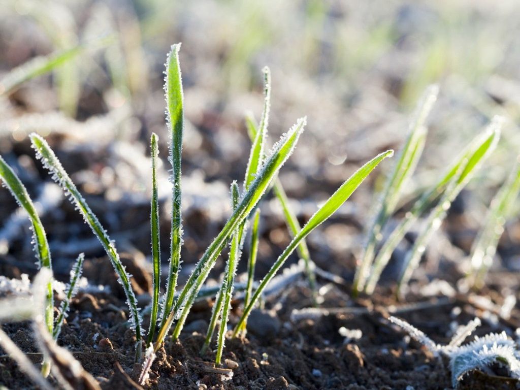 How To Protect New Grass From Freezing And Frost | Gardening Know How