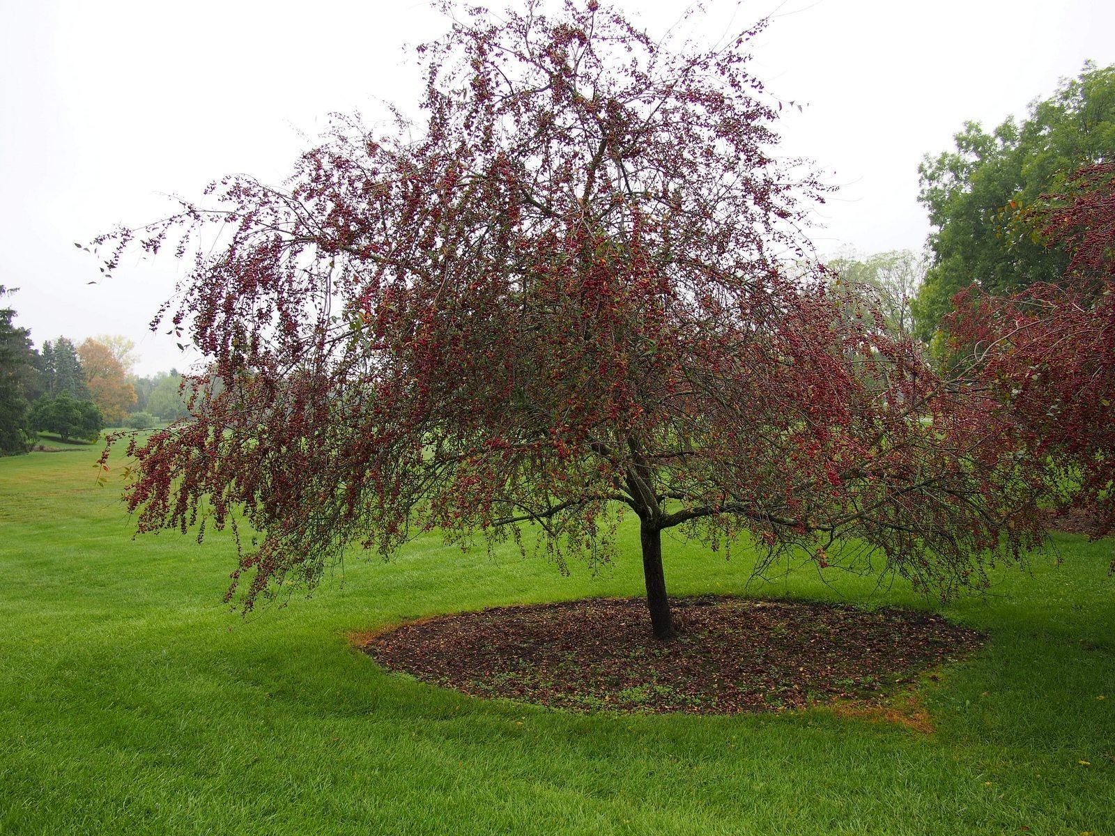 What Is A Prairifire Tree: How To Grow Prairifire Crabapples In The ...