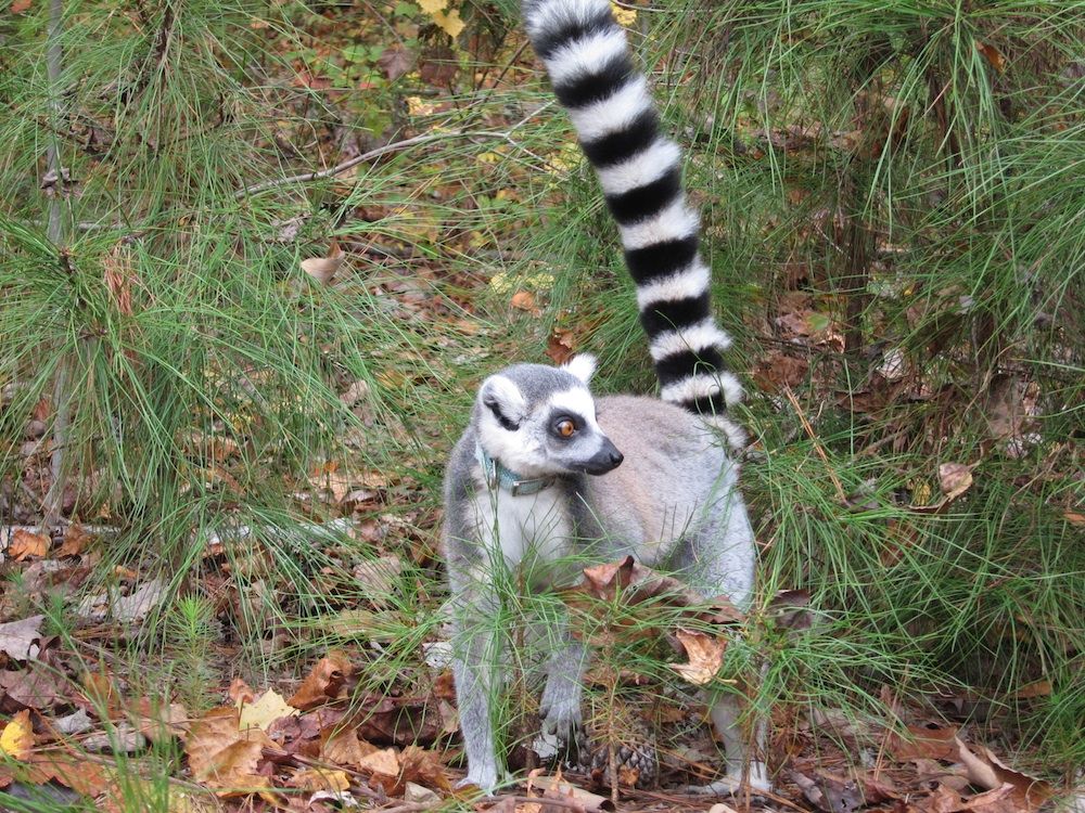 Leaping Lemurs! Amazing Primates Roam North Carolina | Live Science