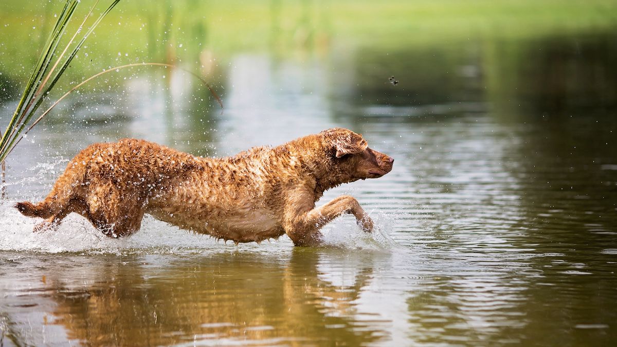 32 dog breeds that are made for swimming | PetsRadar