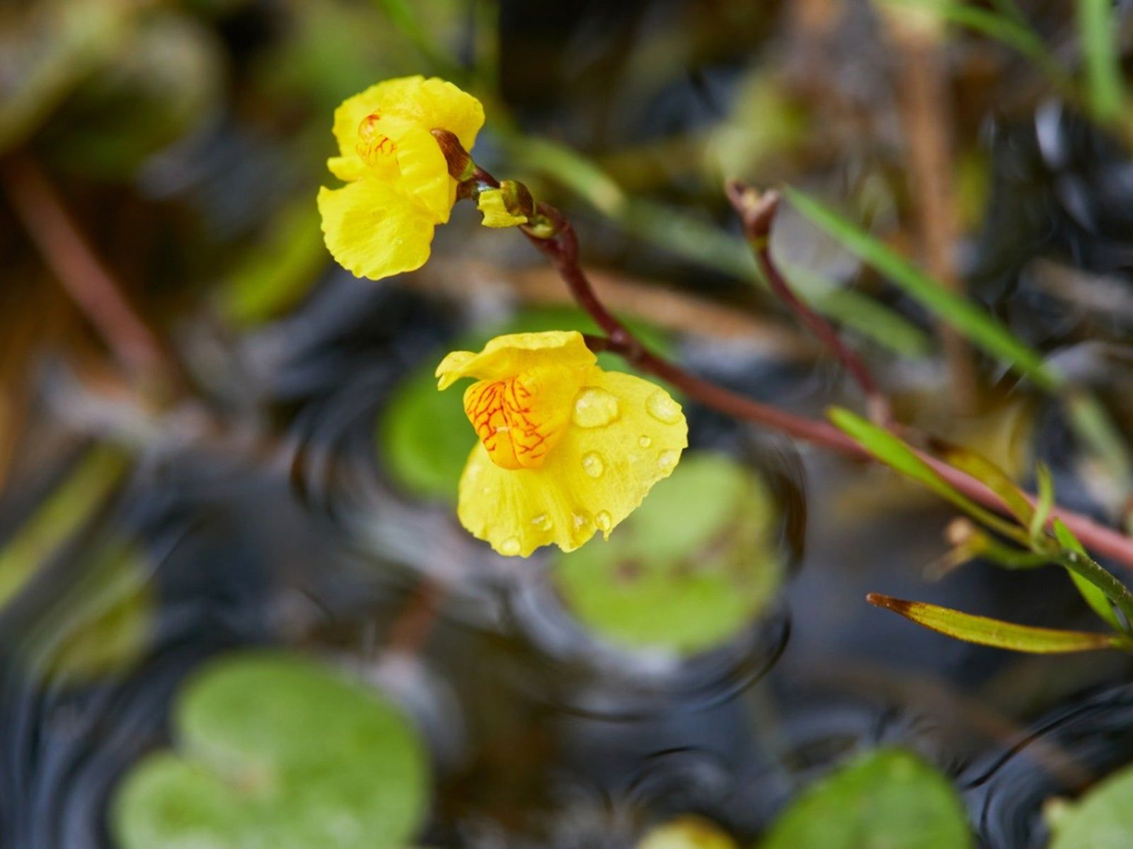 Utricularia Bladderwort Information - Tips On Bladderwort Control And ...