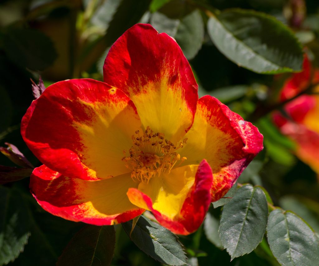 Best climbing roses: 12 types for height, scent and color