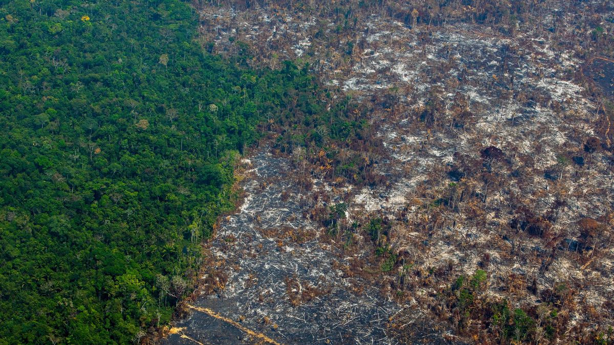 Why is halting deforestation so hard? | The Week