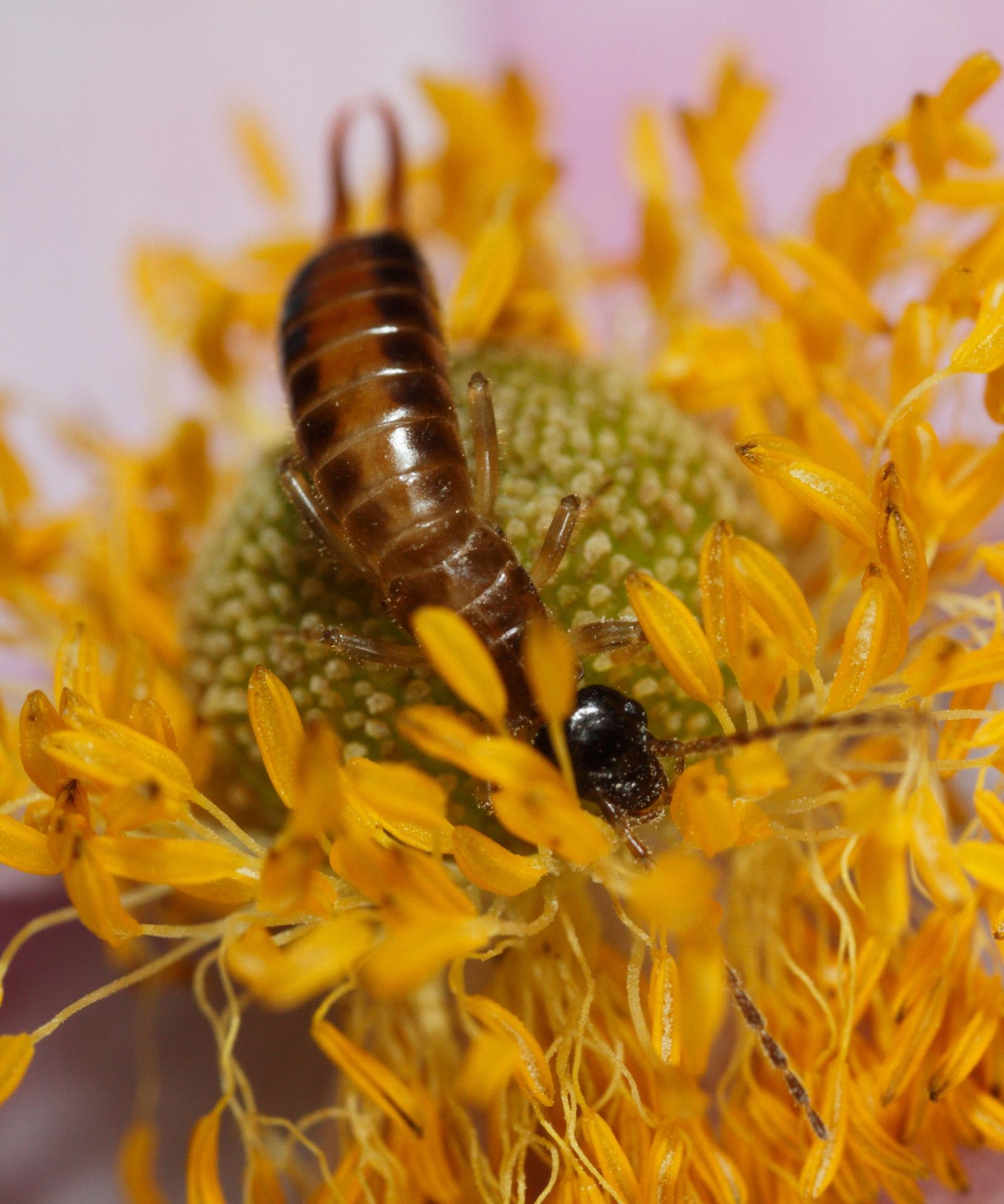 How to get rid of earwigs: 8 expertly recommended tips | Homes and Gardens