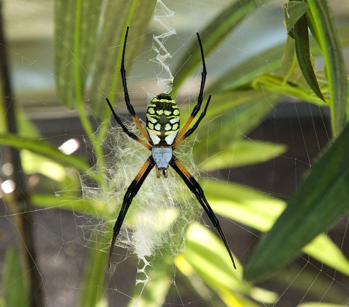 In Photos: The Amazing Arachnids of the World: Page 2 | Live Science