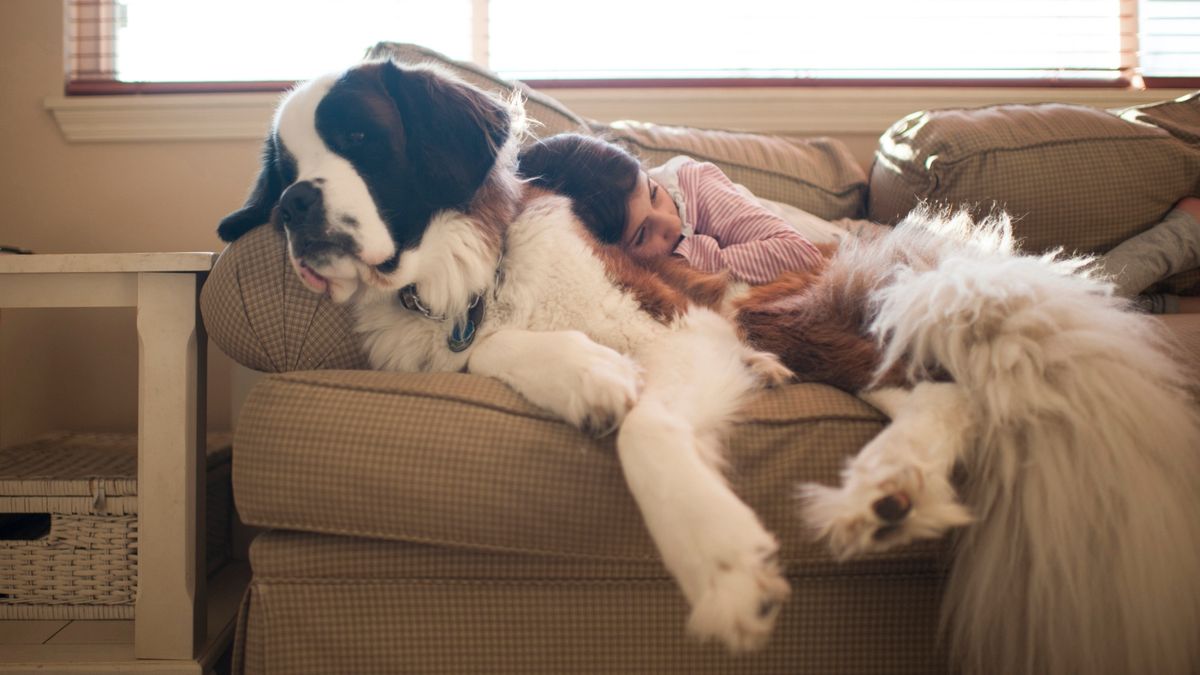 32 reasons to love St. Bernards | PetsRadar