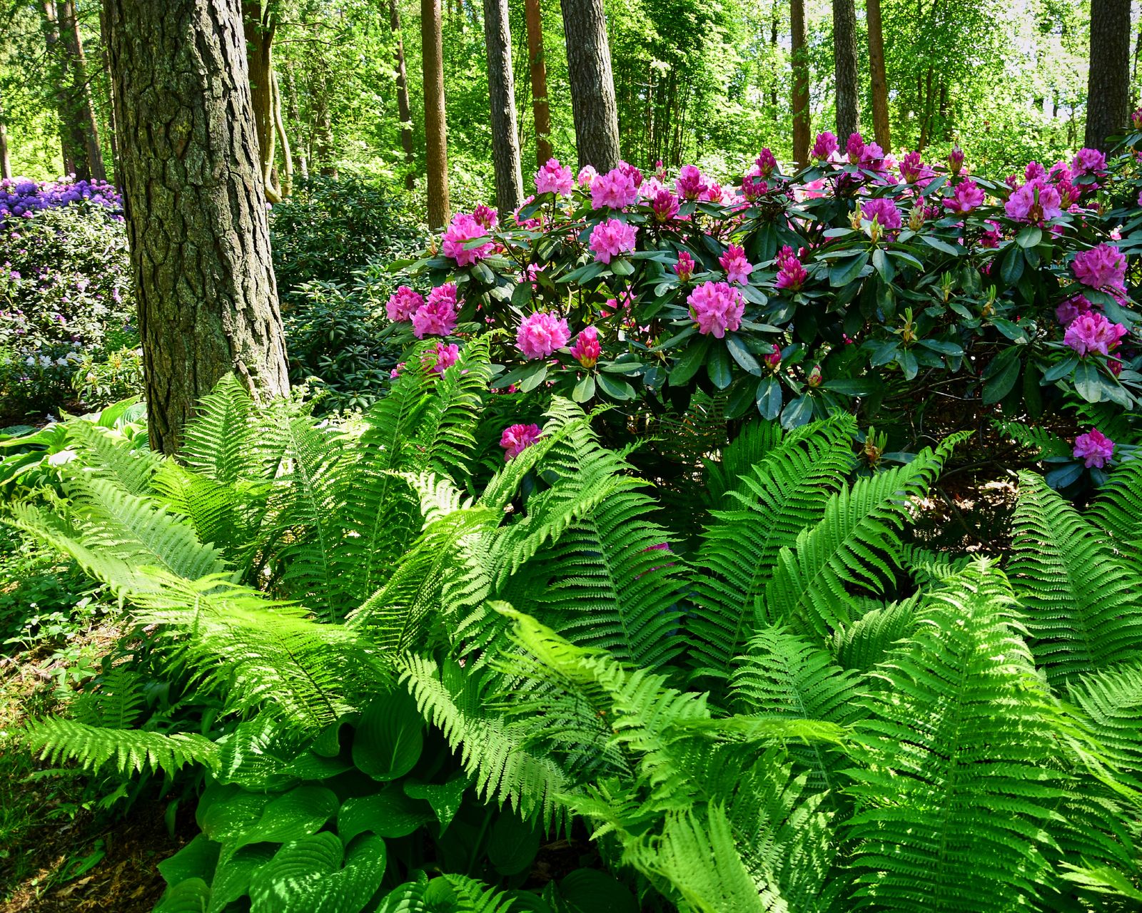 8 Best Plants For Under Trees To Transform Your Landscape | Gardening ...