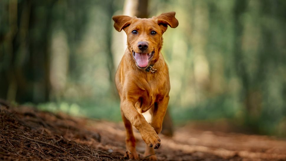 High prey drive in dogs: what it means and how to manage it | PetsRadar