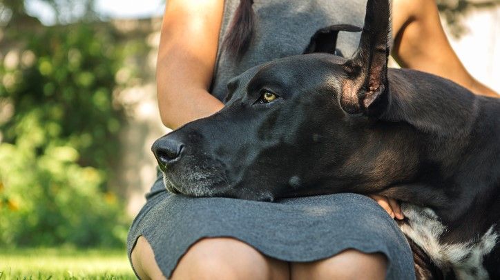 20 of the most affectionate dog breeds that love to be loved | PetsRadar