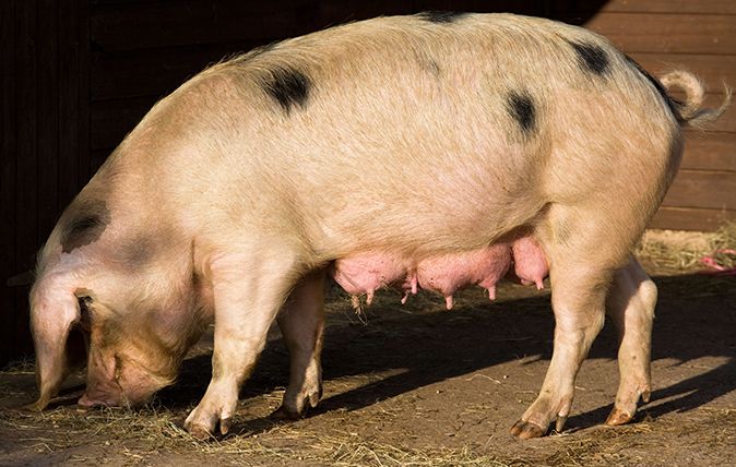 Native British Pig breeds | Country Life