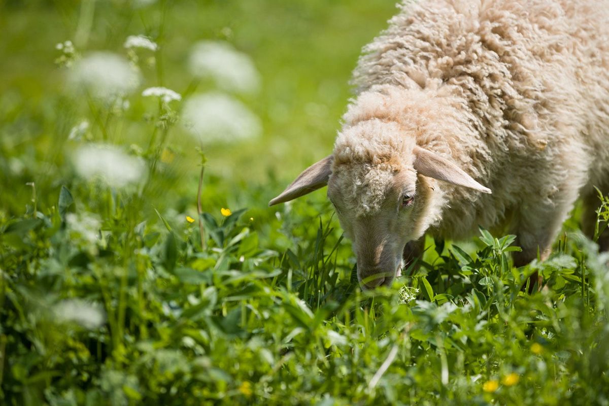 Plant Toxicity In Sheep: Learn About Plants That Are Bad For Sheep ...