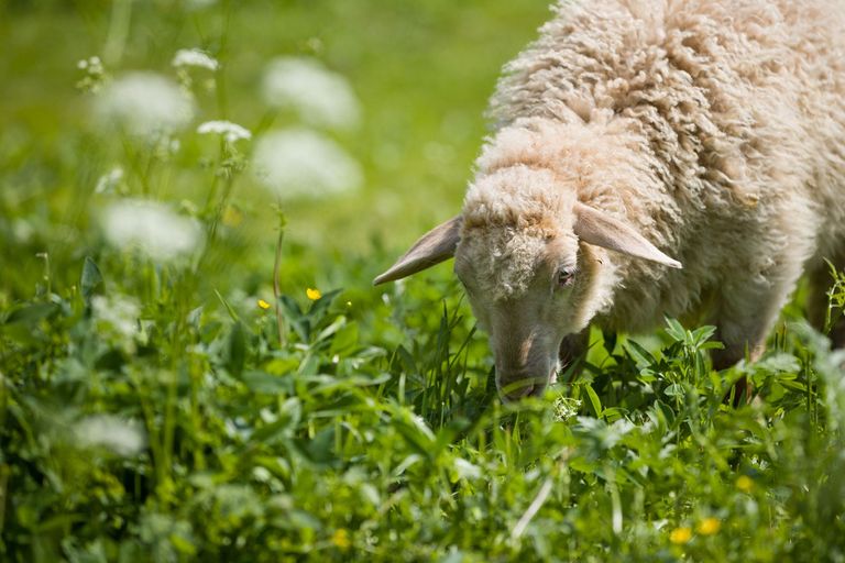 Plant Toxicity In Sheep: Learn About Plants That Are Bad For Sheep ...