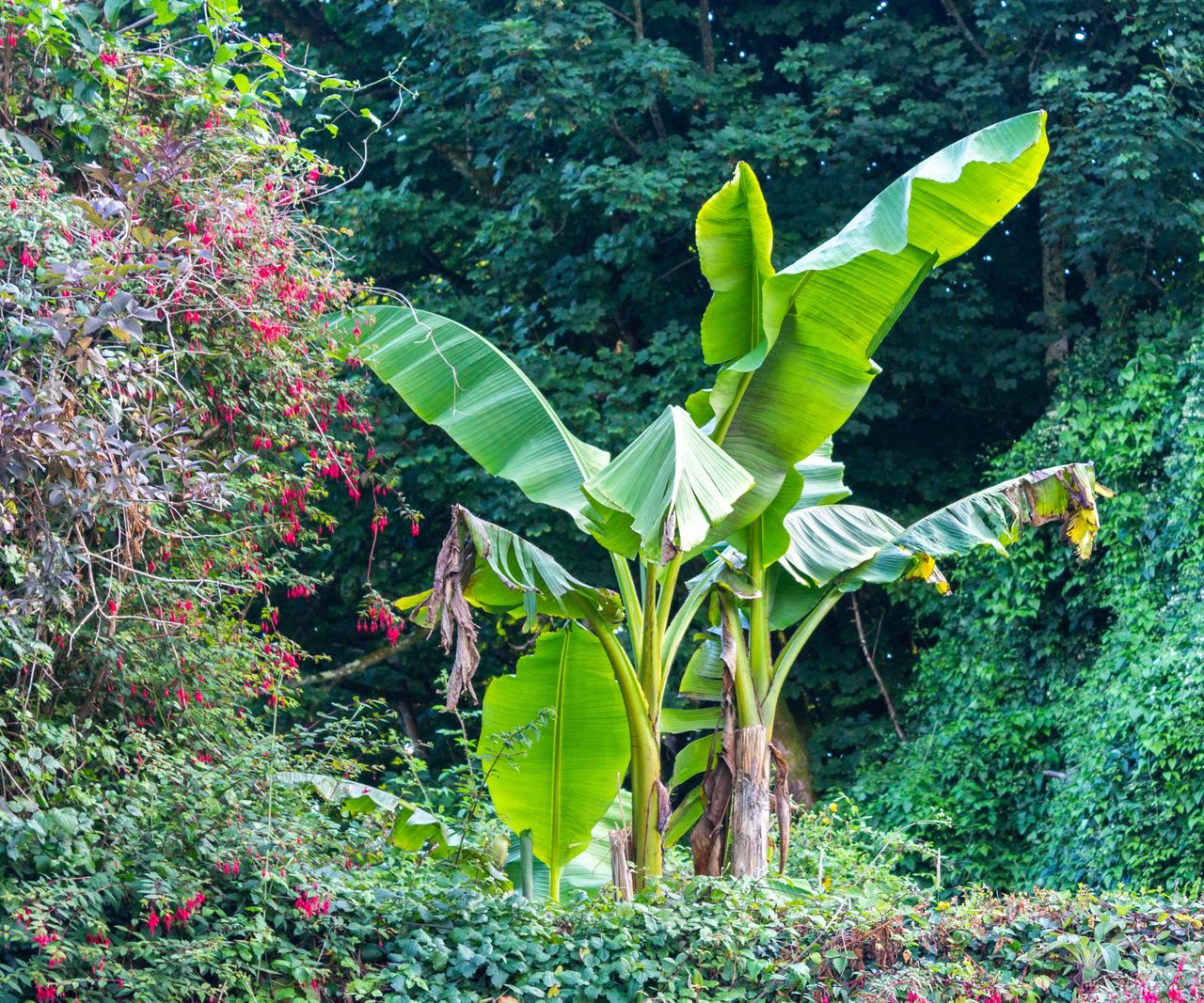 Expert tips for how to grow cold hardy banana trees | Homes and Gardens