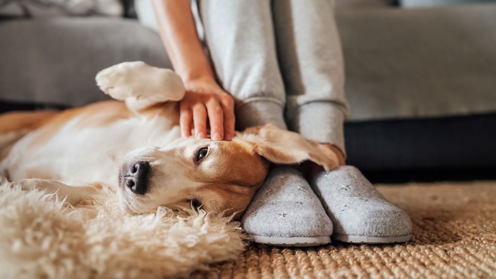 What is the best carpet for pets? Flooring for furry friends | Homebuilding