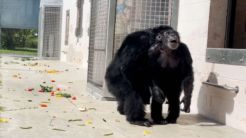 See the moment a 28-year-old lab chimp glimpses the open sky for the ...