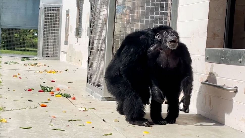 See the moment a 28-year-old lab chimp glimpses the open sky for the ...