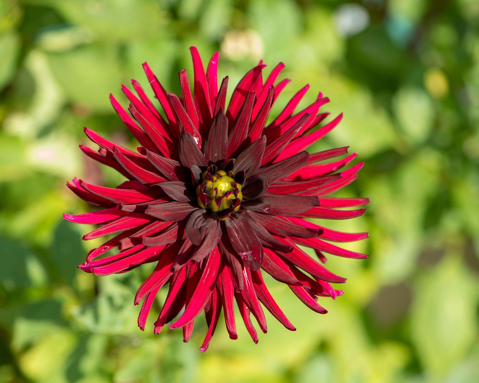 Cutting garden flowers: 21 top choices for stunning displays | Gardeningetc