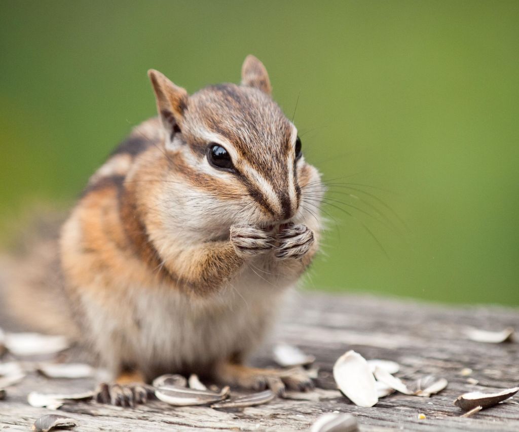 How to get rid of chipmunks in your yard: 12 humane methods | Homes and ...