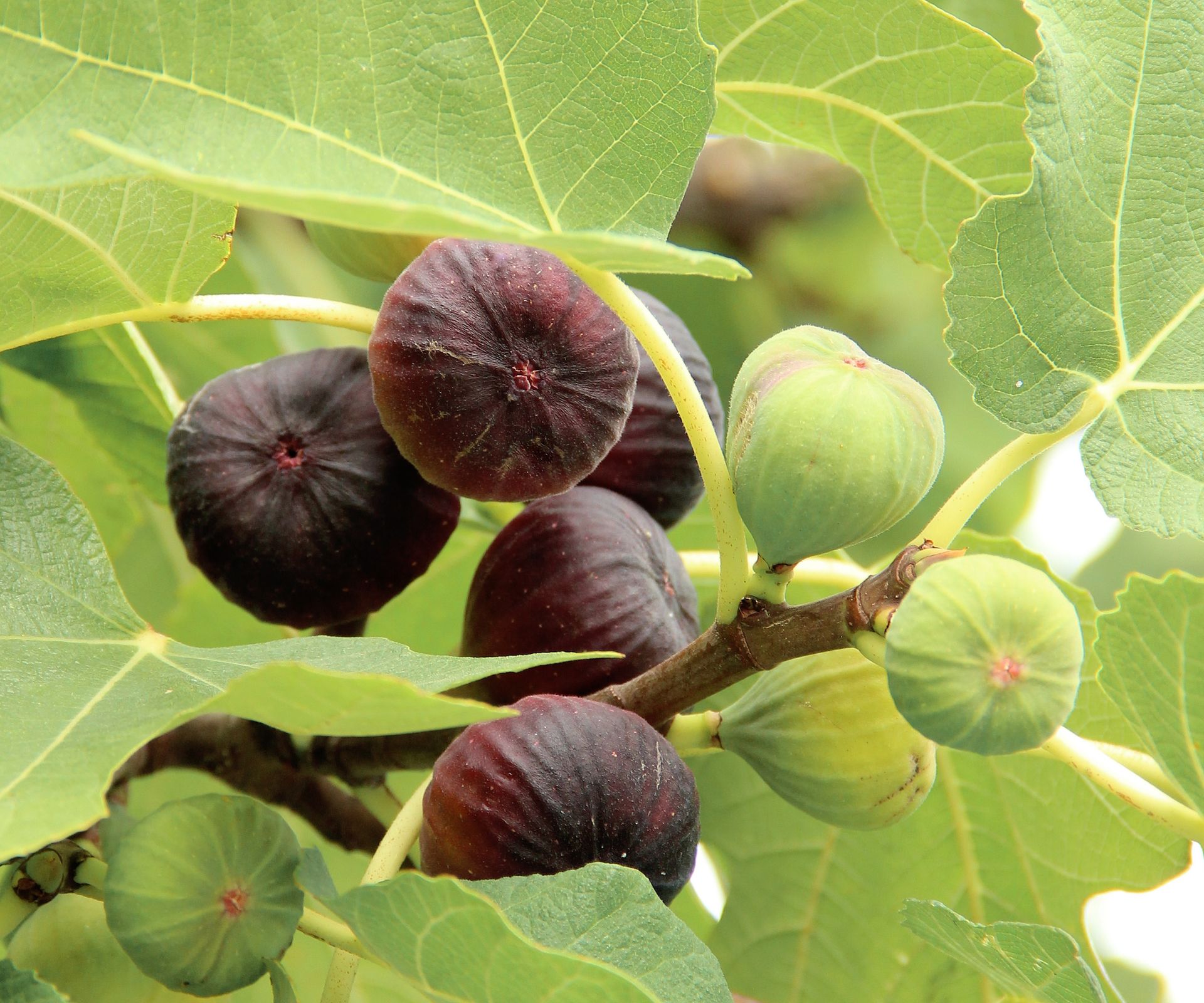 How and when to fertilize fig trees: expert garden advice | Homes and ...