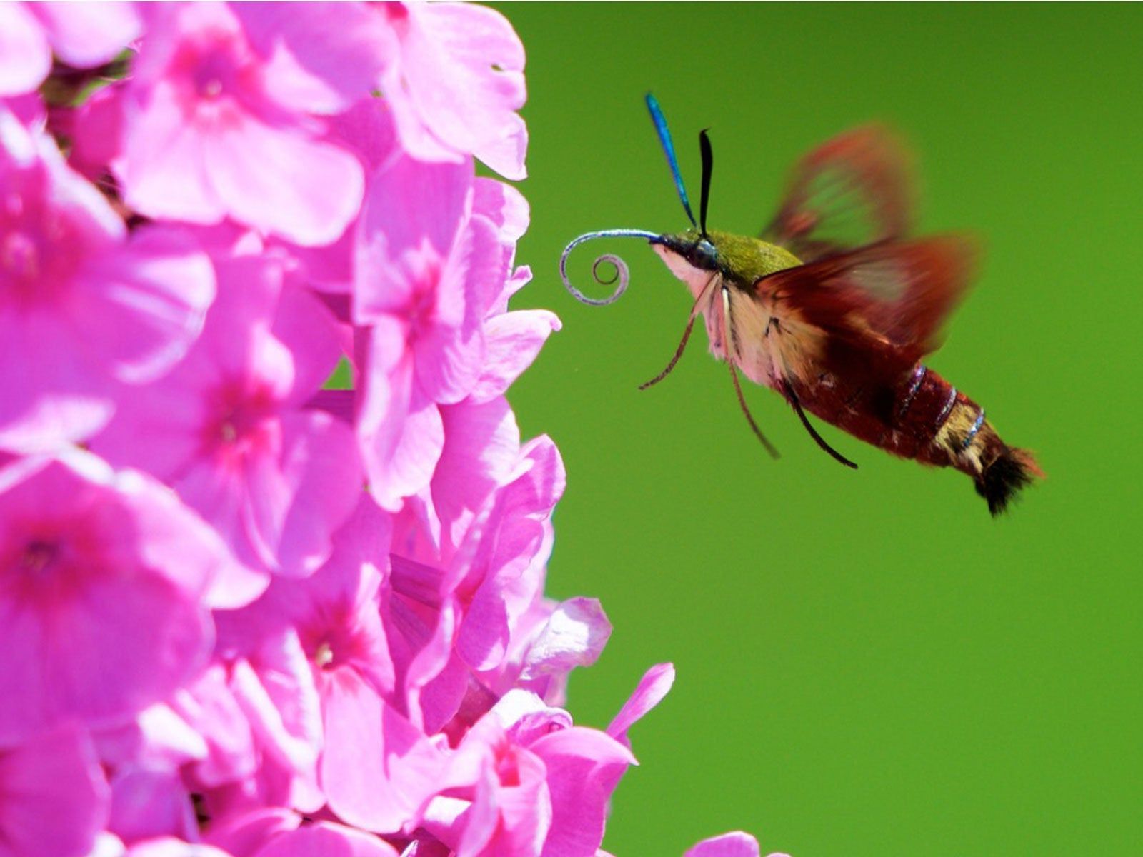 What Is A Hummingbird Moth – Learn About Hummingbird Moth Pollinators ...