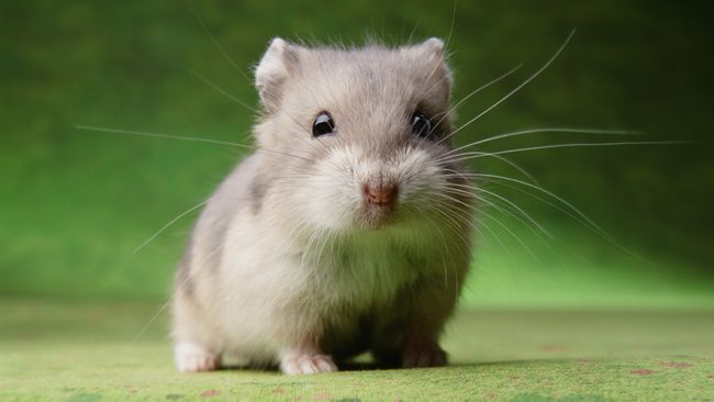 Do hamsters have periods? | PetsRadar