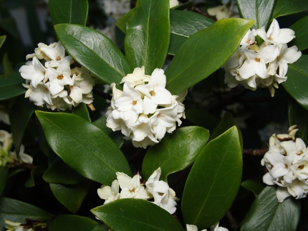 Daphne Plant Care - How To Get Winter Daphnes To Bloom | Gardening Know How