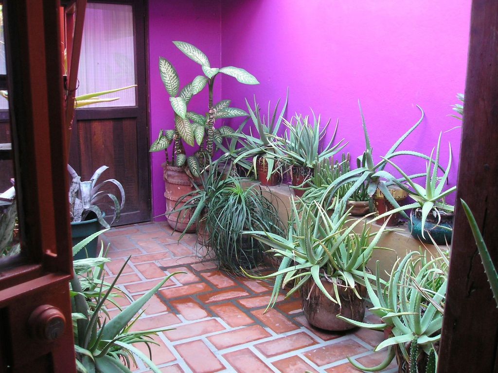 Good Atrium Plants - Common Plants That Can Be Grown In Atriums ...