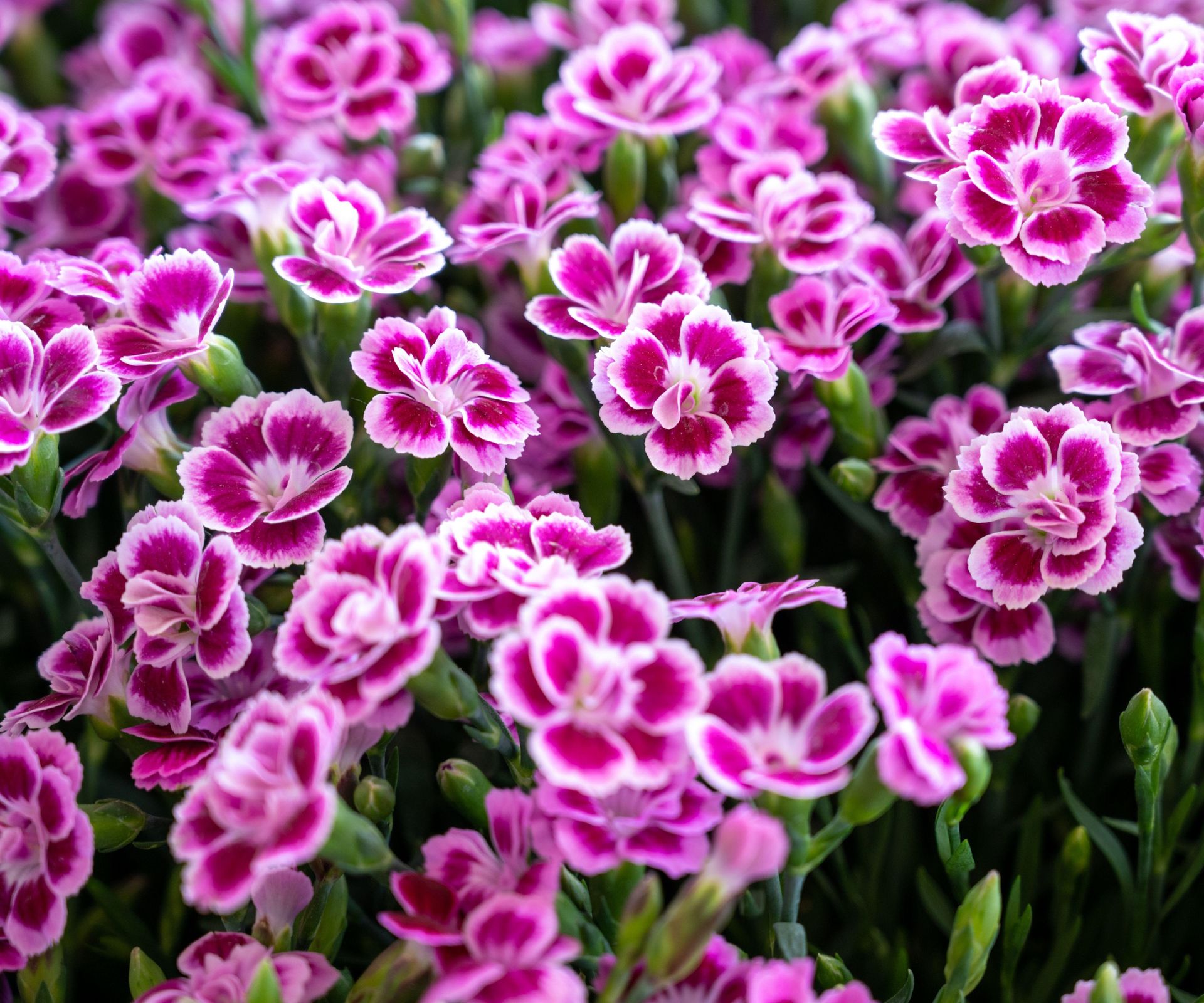 How to grow dianthus: expert gardener advice for bold blooms | Homes ...