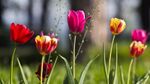 How to winterize calla lilies outdoors or indoors | Homes and Gardens
