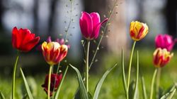 How to combat Tulip fire: and avoid the disease in future | Homes and ...