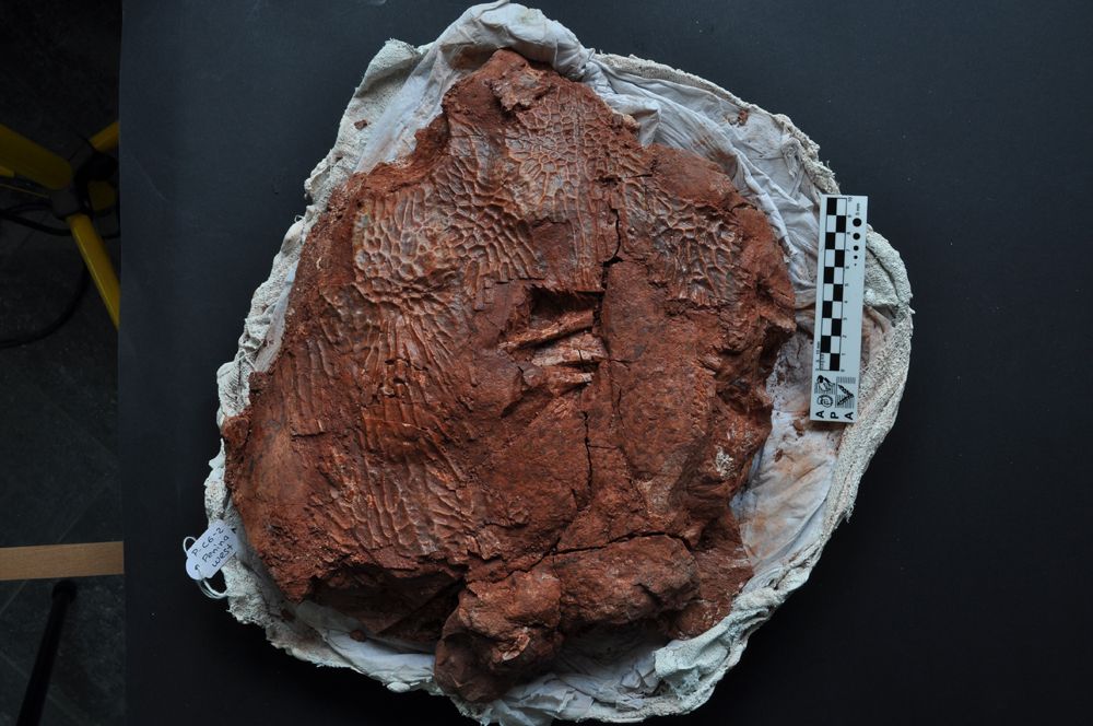 In Photos: Giant Amphibian Ruled Ancient Rivers | Live Science