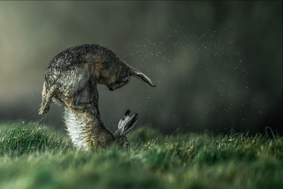 Photos: Stunning Shots of the Natural World and Wildlife | Live Science