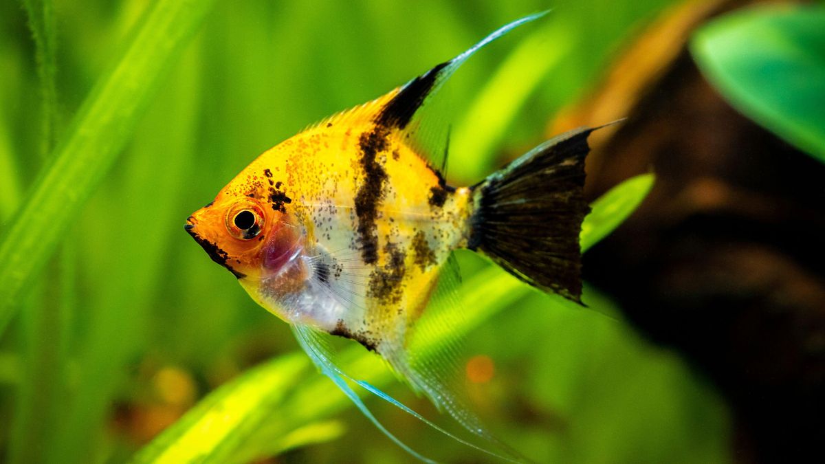 Types of freshwater fish for pets you can keep at home | PetsRadar