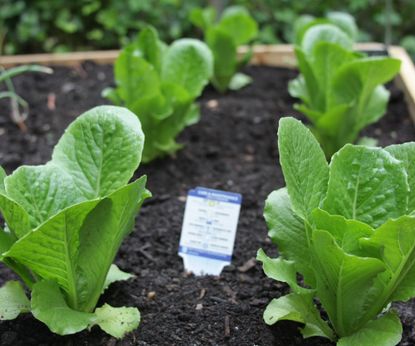 Spinach companion plants: what to grow alongside spinach | Homes and Gardens