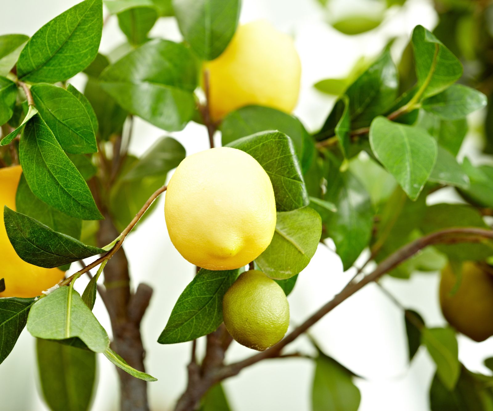 How to grow a lemon tree indoors: expert tips for success | Homes and ...
