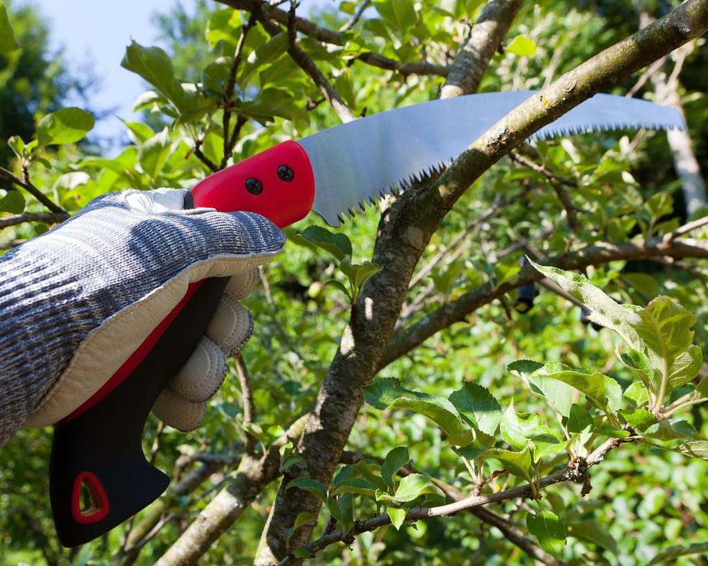 How to prune apple trees: must-know advice for how and when | Gardeningetc