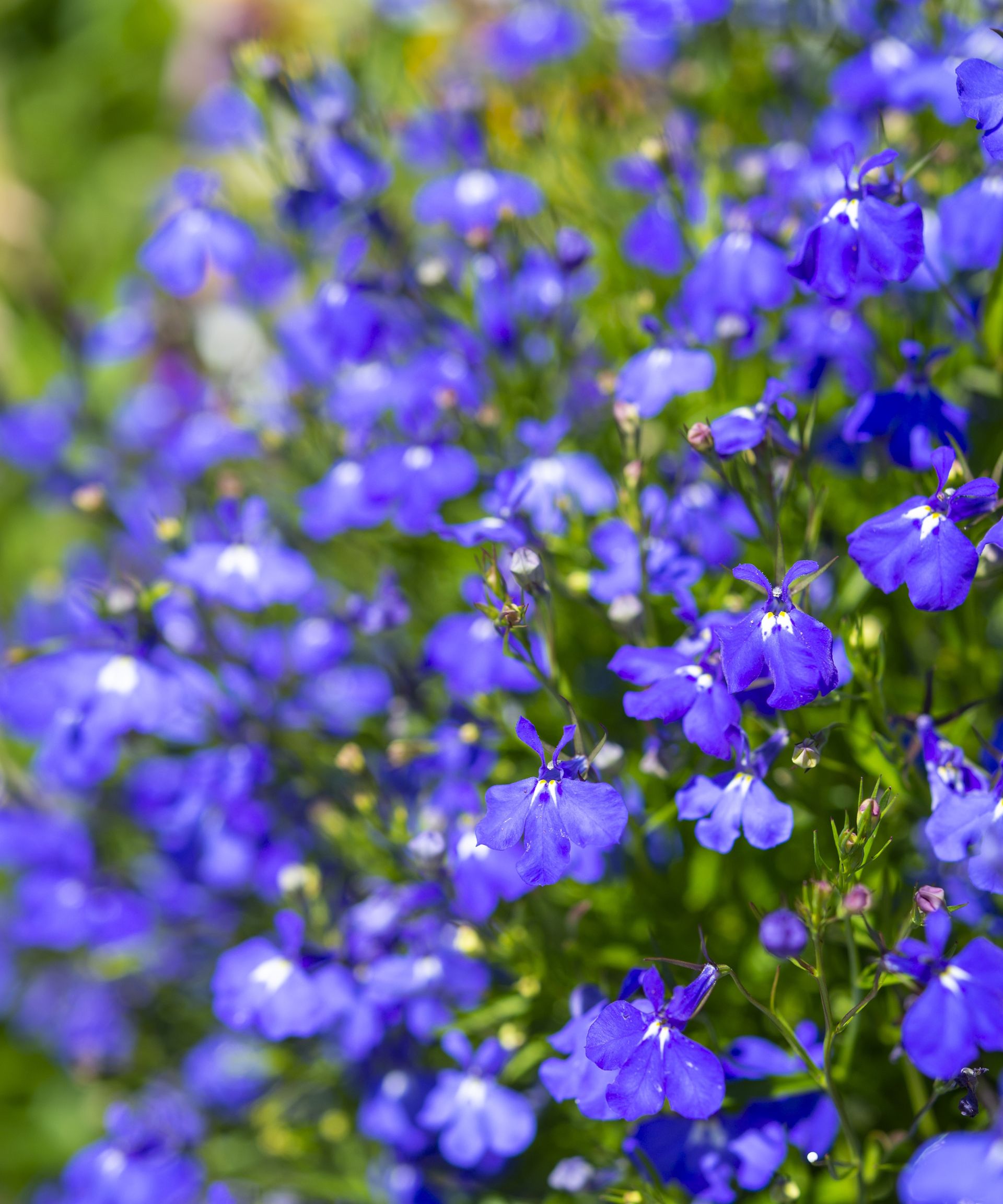 How to grow blue lobelia, a stunning color in the garden | Homes and ...