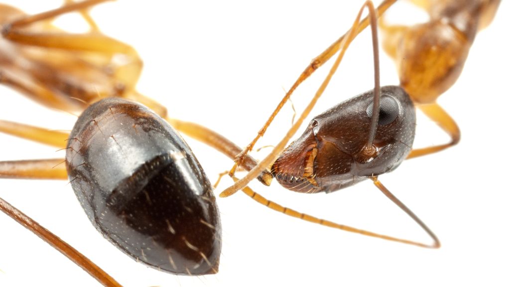 Ants perform life saving operations — the only animal other than humans ...